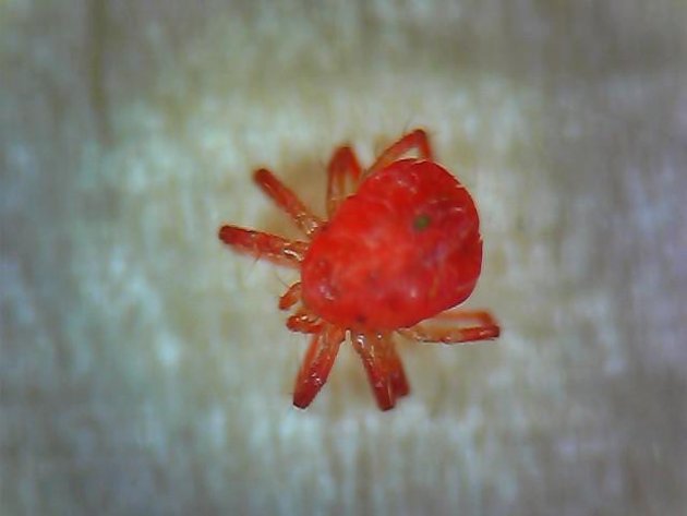 Le Trombidion soyeux - Les Taxinomes