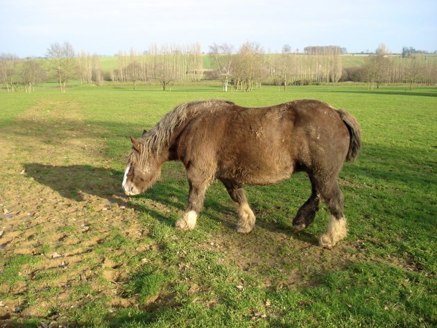 Trait postier breton - Les Taxinomes