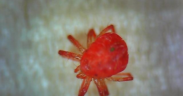 Le Trombidion soyeux - Les Taxinomes